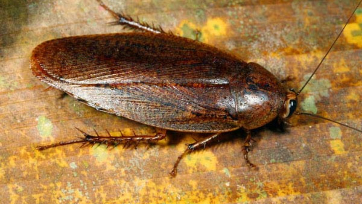 Cockroach in Food: ಬೆಂಗಳೂರಿನ ಪ್ರತಿಷ್ಠಿತ ಹೋಟೆಲ್‌ನಲ್ಲಿ ಊಟ ಮಾಡುವಾಗ ...