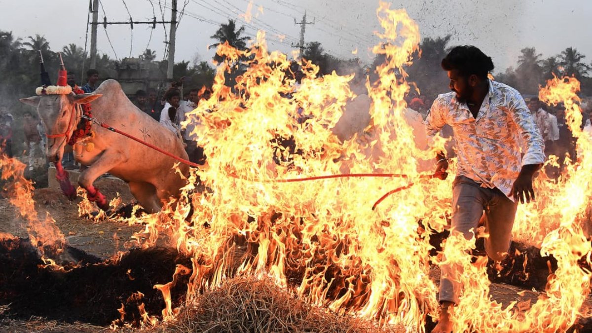 ಮೈಸೂರಿನಲ್ಲಿ ಸಂಭ್ರಮದ ಸಂಕ್ರಾಂತಿ: ರಾಸುಗಳ ಕಿಚ್ಚು ಹಾಯಿಸಿದ ರೈತರು | Makara ...