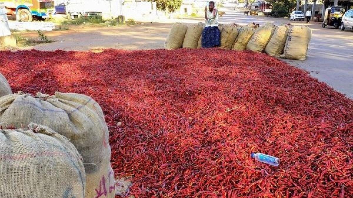Byadgi Red Chilli: ಬ್ಯಾಡಗಿ ಮಾರುಕಟ್ಟೆಯಲ್ಲಿ ಒಣ ಮೆಣಸಿನಕಾಯಿಯದ್ದೆ ಘಮ ...