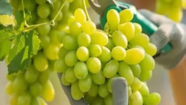 Drakshi Mela: ಇಂದಿನಿಂದ ದ್ರಾಕ್ಷಿ ಮೇಳ: ದ್ರಾಕ್ಷಿ, ಕಲ್ಲಂಗಡಿ ಹಣ್ಣಿನ ...