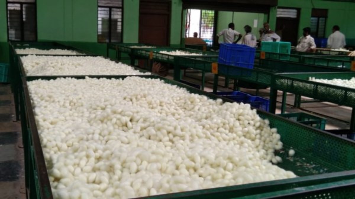 Silk Cocoon Price: ರೇಷ್ಮೆ ಗೂಡಿನ ಬೆಲೆ ದಿಢೀರ್‌ ಕುಸಿತ, ಕಾರಣವೇನು..? | Silk ...
