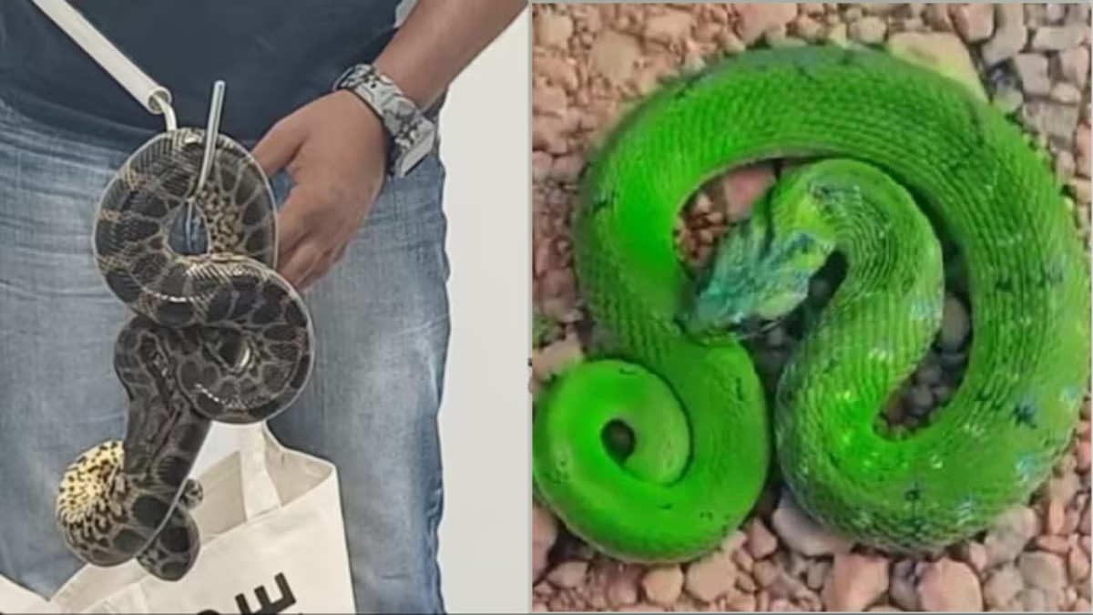 Snake Video: ವಿಮಾನದಲ್ಲಿ ಹಾವು ಬಿಟ್ಟ ವ್ಯಕ್ತಿ: ಬೆಂಗಳೂರಿನಲ್ಲಿ ಬಂಧನ ...