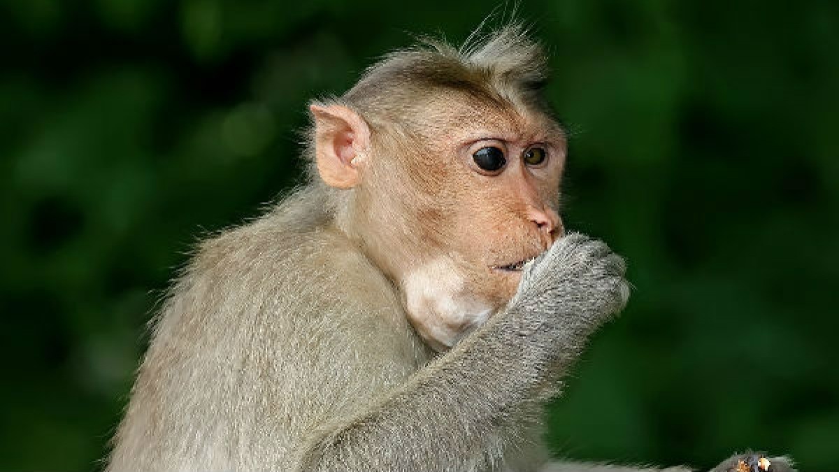 Monkey in Polling Booth: ಮತಗಟ್ಟೆಯಲ್ಲಿ ಮಂಗ: ಮುಂದೇನಾಯ್ತು ವಿಡಿಯೋ ನೋಡಿ ...