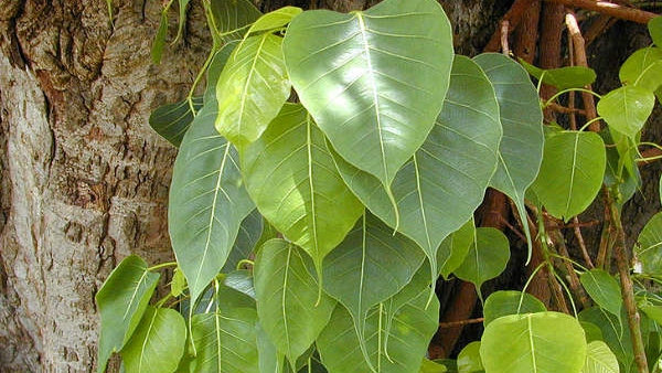 Peepal Tree: ಮನೆಯ ಗೋಡೆಗೆ ಆಲದ ಮರ ಬೆಳೆದಿದಿಯಾ? ಮೊದಲು ಈ ಕೆಲಸ ಮಾಡಿ ...