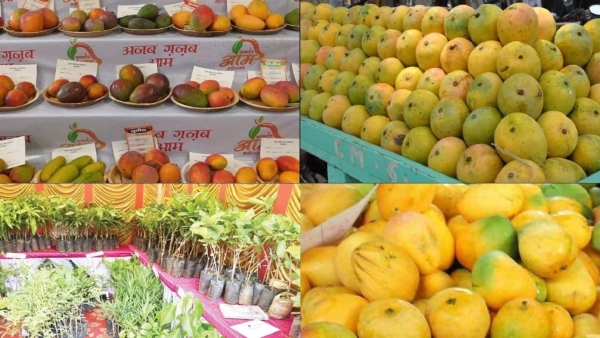 Mango Mela: ಬೆಂಗಳೂರಿನಲ್ಲಿ ಮಾವು-ಹಲಸು ಮೇಳ: ಮಾರಾಟ | Bengaluru Mango Fair ...