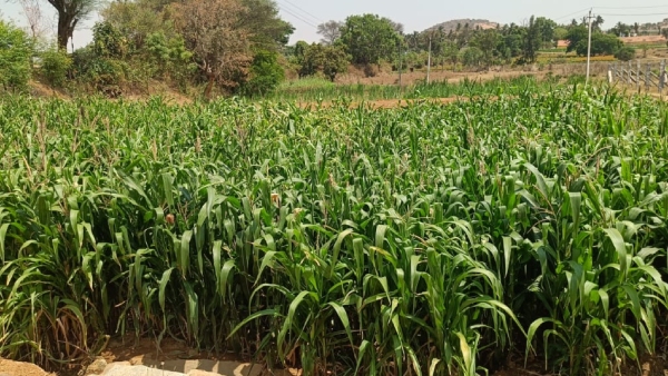 ಹೆಚ್ಚಿದ ಬಿಸಿಲ ಝಳ: ಜಾನುವಾರುಗಳಿಗೆ ಮೇವಿನ ಕೊರತೆ- ಹಸಿ ಮೇವಿಗೆ ಬರ- ರಾಗಿ, ಜೋಳದ ...