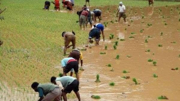 ಕೊಡಗಿನಲ್ಲಿ ಮರೆಯಾದ ಭತ್ತದ ಕೃಷಿ ಸಂಭ್ರಮ: ಏಕೆ ಹೀಗಾಯ್ತು? | Despite The Pre ...