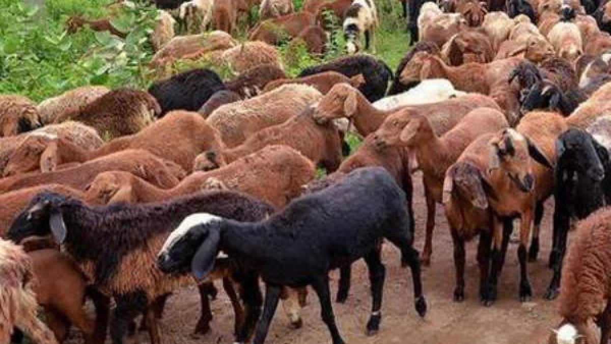 ಚಾಮರಾಜನಗರ: 10 ಕುರಿ, 04 ಮೇಕೆ ಮರಿ ಸಾವು: ಪರಿಹಾರಕ್ಕೆ ಒತ್ತಾಯ | 10 Sheep Died ...