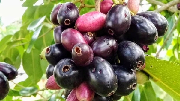 Health Benefits of Jamun Fruit: ಹೃದಯ ಸ್ನೇಹಿ ಹಣ್ಣು ನೇರಳೆ: ಅಂಗಡಿಯಲ್ಲಿ ...