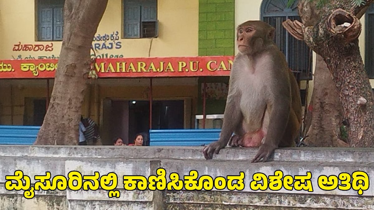 ಮೈಸೂರಿನಲ್ಲಿ ಕಾಣಿಸಿಕೊಂಡ ವಿಶೇಷ ಅತಿಥಿ | Rhesus Monkey Spotted in Mysuru ...
