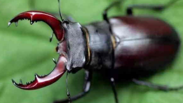 Stag Beetle: ಇದೇ ನೋಡಿ ವಿಶ್ವದ ದುಬಾರಿ ಕೀಟ; ಇದರ ಬೆಲೆಗೆ ಐಷಾರಾಮಿ ಖರೀದಿ ...