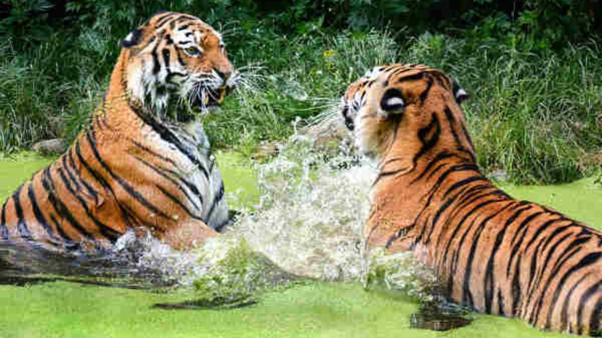 World Tiger Day 2024: ಹುಲಿಗಳ ಸಂತತಿ ನಾಶವಾದರೆ ಪರಿಸರವೇ ನಾಶ, ನಿಮಗೆ ಗೊತ್ತಿರದ ಮಾಹಿತಿ ಇಲ್ಲಿದೆ | World ...