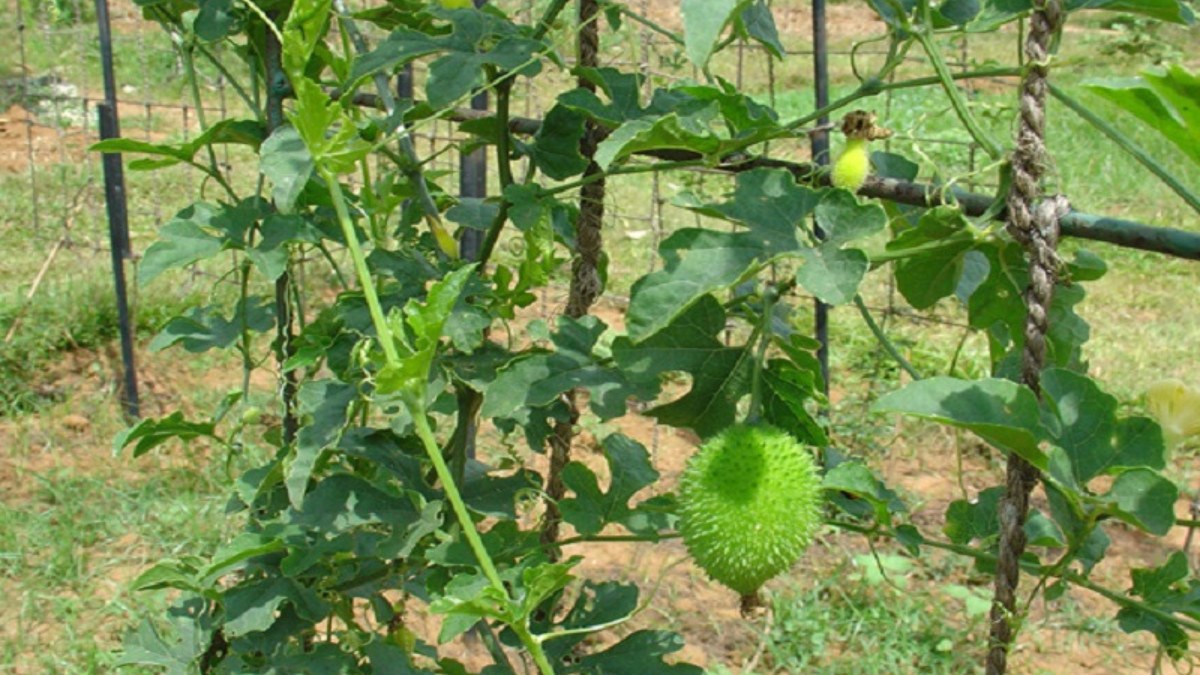 ವನವಾಸದಲ್ಲಿದ್ದ ಪಾಂಡವರು ಬಳಸಿದ್ದ ಈ ತರಕಾರಿ ಬಗ್ಗೆ ನಿಮಗೆ ಗೊತ್ತಾ? | Do you ...