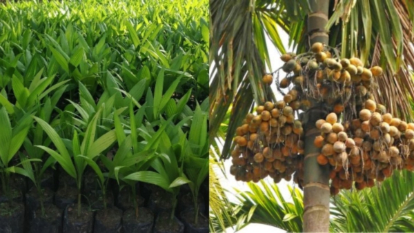 Areca Rasam Recipe: ಅಡಿಕೆ ರಸಂ ತಯಾರಿಸುವ ವಿಧಾನ: ಬಾಯಿ ಚಪ್ಪರಿಸಿ ಸವಿಯಿರಿ ...