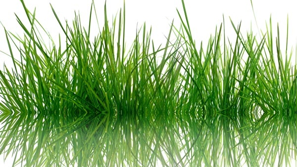 Durva Grass Juice Benefits: ಈ ಜ್ಯೂಸ್‌ನಲ್ಲಿದೆ ರಕ್ತದ ಕ್ಯಾನ್ಸರ್ ಗುಣಪಡಿಸುವ ...