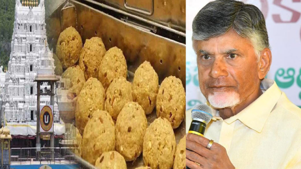 Tirupati Laddu: ಪ್ರಾಣಿಗಳ ಕೊಬ್ಬಿನಿಂದ ತಿರುಪತಿ ಲಡ್ಡು ತಯಾರಿಕೆ- ಸಿಎಂ ಚಂದ್ರಬಾಬು ಸೆನ್ಸೇಷನಲ್ ಕಾಮೆಂಟ್ ...