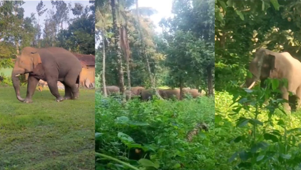 Hassan News: ಬೇಲೂರಿನ ಗ್ರಾಮದಲ್ಲಿ ಕಾಡಾನೆಗಳ ಹಿಂಡು ಮೊಕ್ಕಾಂ: ಅರಣ್ಯ ಇಲಾಖೆ ...