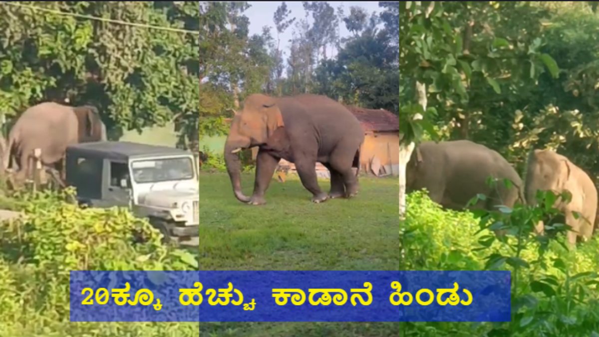 Hassan News: ಬೇಲೂರಿನ ಗ್ರಾಮದಲ್ಲಿ ಕಾಡಾನೆಗಳ ಹಿಂಡು ಮೊಕ್ಕಾಂ: ಅರಣ್ಯ ಇಲಾಖೆ ...