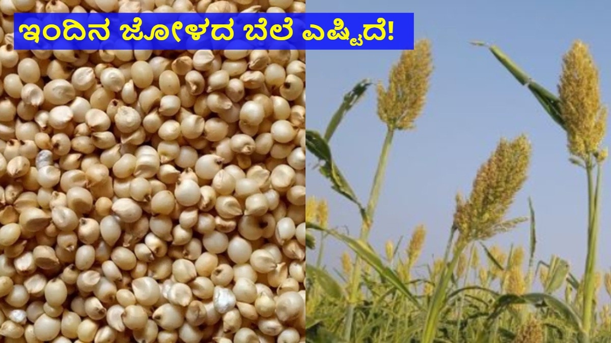Jowar Price Today: ರಾಜ್ಯದ ಮಾರುಕಟ್ಟೆಗಳಲ್ಲಿ ಇಂದು 'ಜೋಳ'ದ ಬೆಳೆ ಎಷ್ಟಿದೆ! ದರ ...