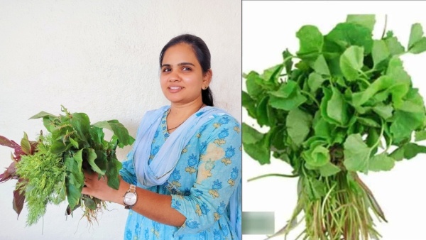 Soppu Mela 2024: ಹುಬ್ಬಳ್ಳಿಯಲ್ಲಿ 2 ದಿನ 'ಬೃಹತ್ 'ಸೊಪ್ಪು ಮೇಳ' | Soppu Mela ...