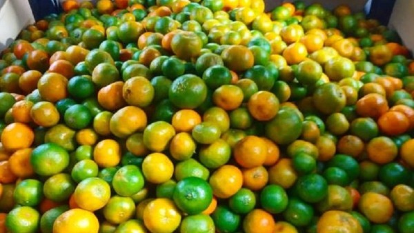 Orange: ನೇಪಥ್ಯಕ್ಕೆ ಸರಿದ ಕೊಡಗಿನ ಕಿತ್ತಳೆ: ಮರುಕಳಿಸುತ್ತಾ ವೈಭವ? | Challenges ...