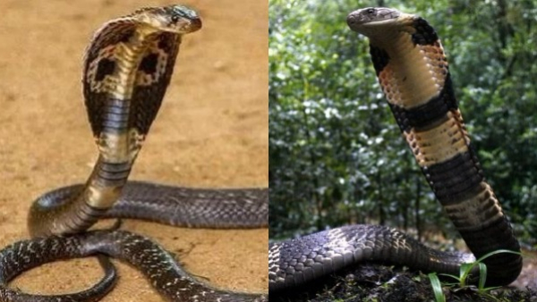 Video: ಹಾವನ್ನು ಕಟ್ಟಿಗೆಯಿಂದ ಉಷ್.. ಎಂದು ಓಡಿಸಿದ ಮಹಿಳೆ- ನಡು ರಸ್ತೆಯಲ್ಲಿ ಜೋಡಿ ...