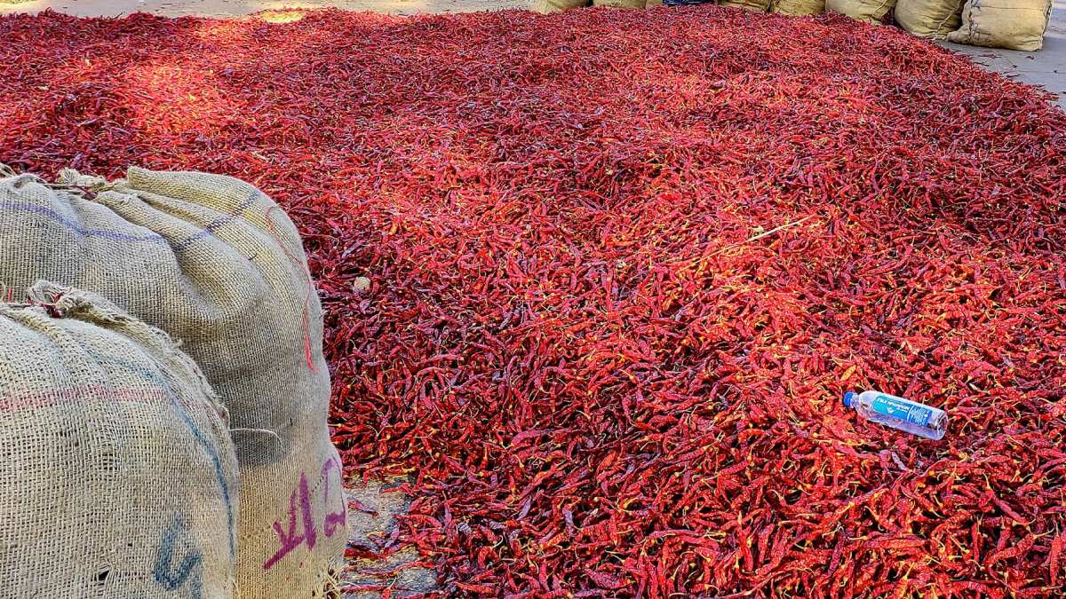 ರೈತರಿಗೆ ಸಿಹಿಸುದ್ದಿ: ಬಳ್ಳಾರಿಯಲ್ಲಿ ಮೆಣಸಿನಕಾಯಿ ಮಾರುಕಟ್ಟೆ ಸ್ಥಾಪನೆ | Good ...