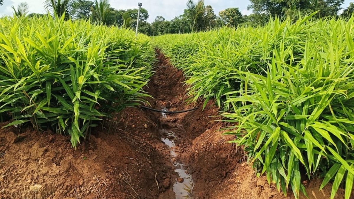 Ginger Price: ಪಾತಾಳಕ್ಕಿಳಿದ ಶುಂಠಿ ಬೆಲೆಯಿಂದ ಕಂಗಾಲಾದ ಕೃಷಿಕರು! | Farmers ...