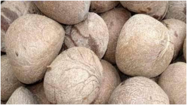 Copra Price: ಹೊಸ ದಾಖಲೆ ಬರೆಯುವತ್ತ ಕೊಬ್ಬರಿ ಬೆಲೆ; ಗಗನಕ್ಕೇರಿದ ಎಳನೀರು ದರ ...