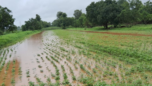 Heavy Rain: ಕರ್ನಾಟಕದ ಹಲವೆಡೆ ಭಾರೀ ಮಳೆಗೆ ನೆಲಕ್ಕಚ್ಚಿದ ಮರಗಿಡಗಳು: ಬೆಳೆ ನಾಶ ...