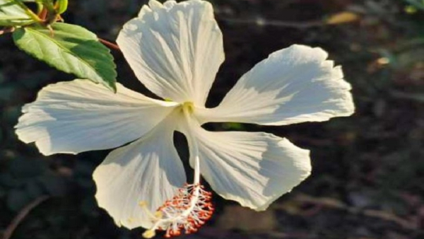 ಬೇಸಿಗೆಯಲ್ಲಿನ ಆರೋಗ್ಯದ ಸಮಸ್ಯೆಗೆ ದಾಸವಾಳ ರಾಮಬಾಣ | Health Benefits of ...