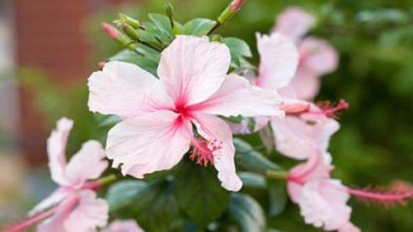 ಬೇಸಿಗೆಯಲ್ಲಿನ ಆರೋಗ್ಯದ ಸಮಸ್ಯೆಗೆ ದಾಸವಾಳ ರಾಮಬಾಣ | Health Benefits of ...