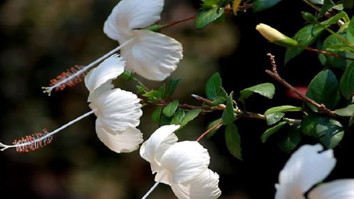 ಬೇಸಿಗೆಯಲ್ಲಿನ ಆರೋಗ್ಯದ ಸಮಸ್ಯೆಗೆ ದಾಸವಾಳ ರಾಮಬಾಣ | Health Benefits of ...