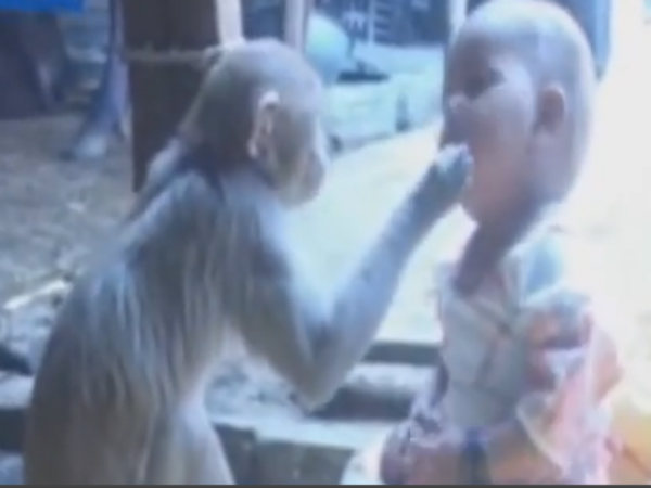 The monkey mummy: Baby forges adorable bond with animal after it strays ...