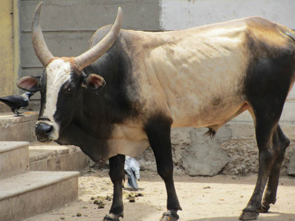 Khap Panchayat turns moral police for randy bulls - Malayalam Oneindia