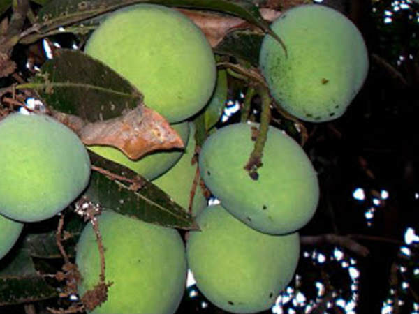 Controversy over the name of Mango; Nambiar Mahasabha to approach court ...