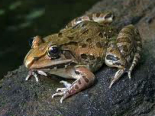 frog ritual for rain in banglore village - Malayalam Oneindia