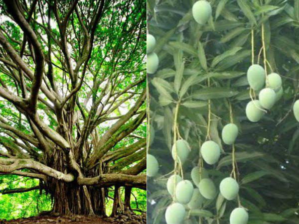 Banyan Tree tied knote with Mango Tree, Unique way of Tree Conservation ...