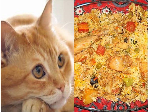 Roadside eateries sell cat biryani in Chennai for last two decades ...