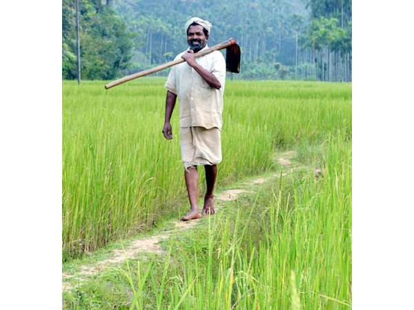 Cheruvayal raman arrives to brazil from wayanad for biological heritage ...