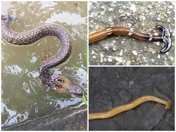 Kerala Flood 2018: Beware of snakes in flood affected houses ...