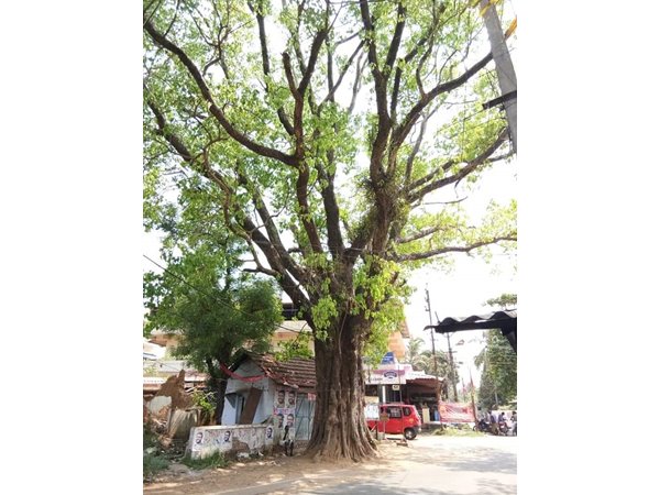 Akathethara Panchayat seeks permission for cutting the banyan tree ...