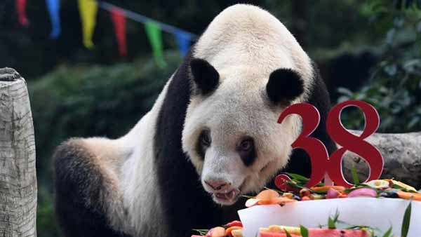 Optical image that hiddens 12 pandas goes viral, can you find it in 30 ...