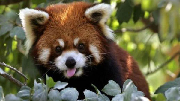 Optical image that hiddens 12 pandas goes viral, can you find it in 30 ...