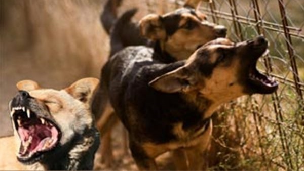 Rabies has been confirmed in a stray dog that bites seven locals ...