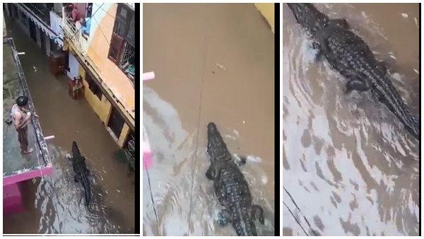Viral video of crocodile in a waterlogged street is not from Bengaluru, here is the fact ...