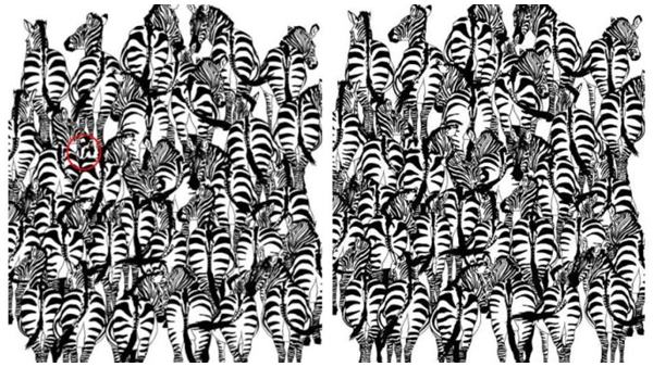 Optical illusion pic that hides an animal in a pack of zebra goes viral ...