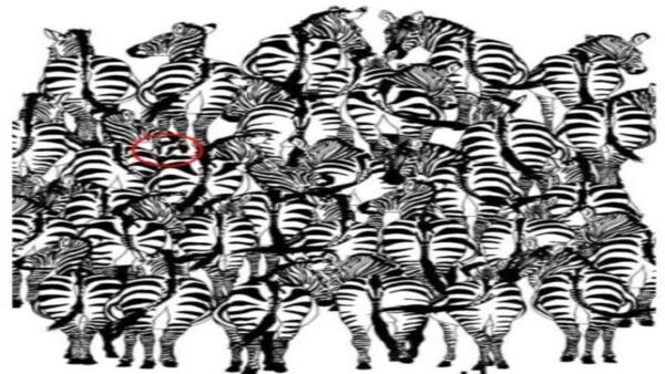 Optical illusion pic that hides an animal in a pack of zebra goes viral ...