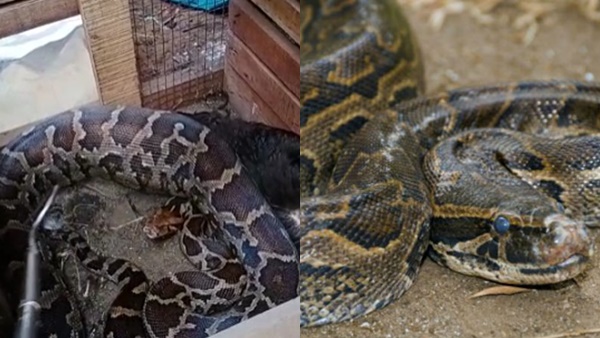 Kozhikode forest department caught the python that entered the chicken ...