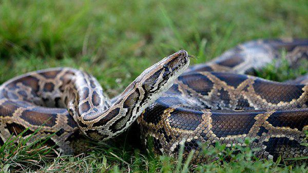 A 54-year-old woman was swallowed by a 22-foot-long python In Indonesia ...
